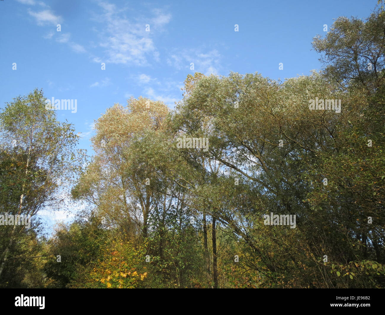Salix alba, commonly known as white willow, is a species of deciduous ...