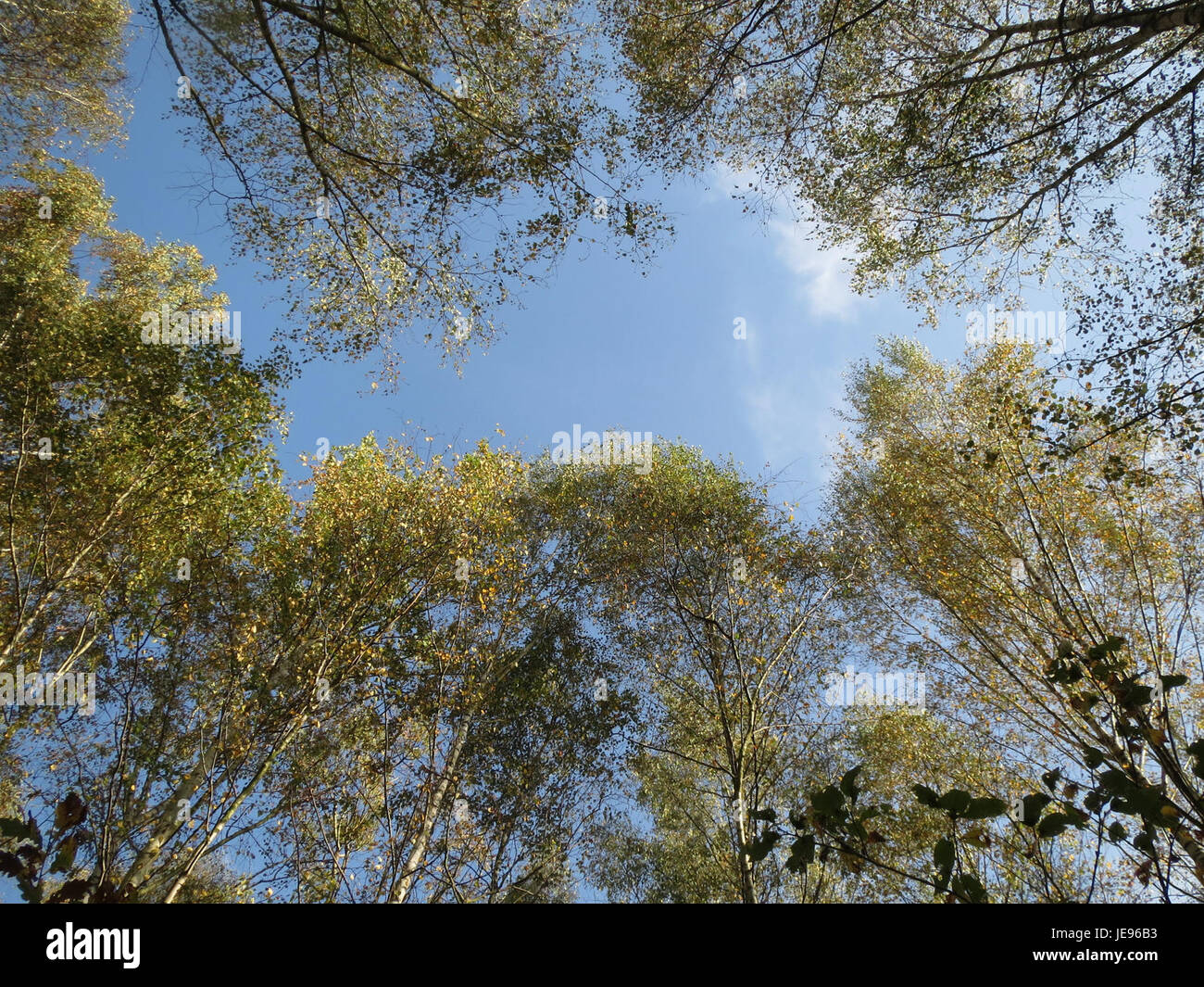 Populus tremula, commonly known as the European aspen, is a deciduous tree species native to ...