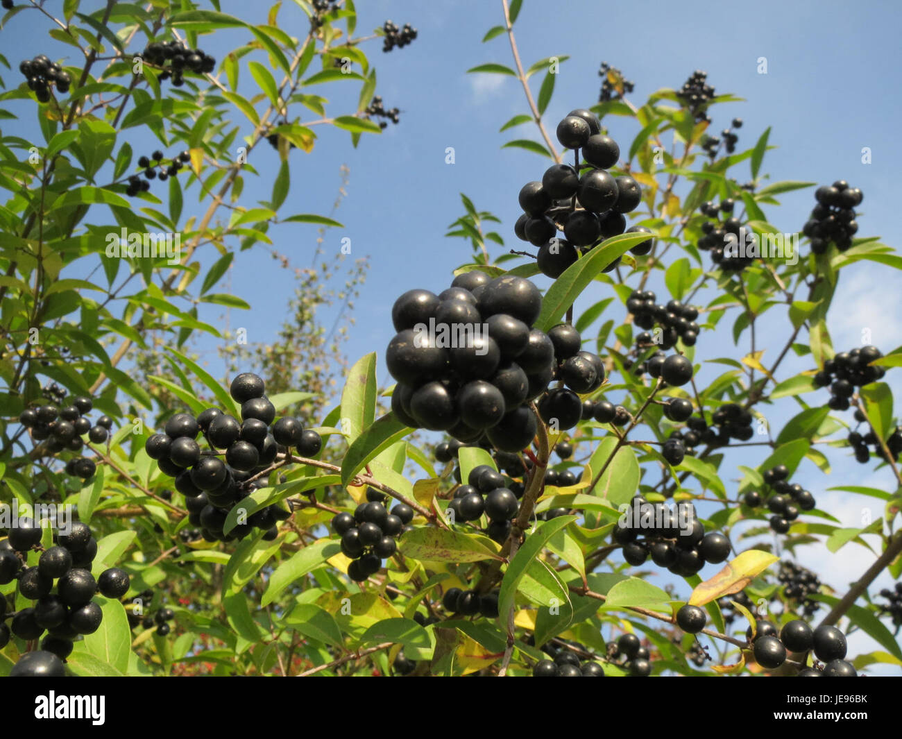 Wildlife hedging hi-res stock photography and images - Alamy