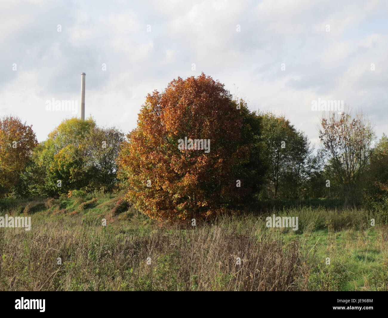 Quercus rubra, or Northern Red Oak, is a species of oak native to North ...