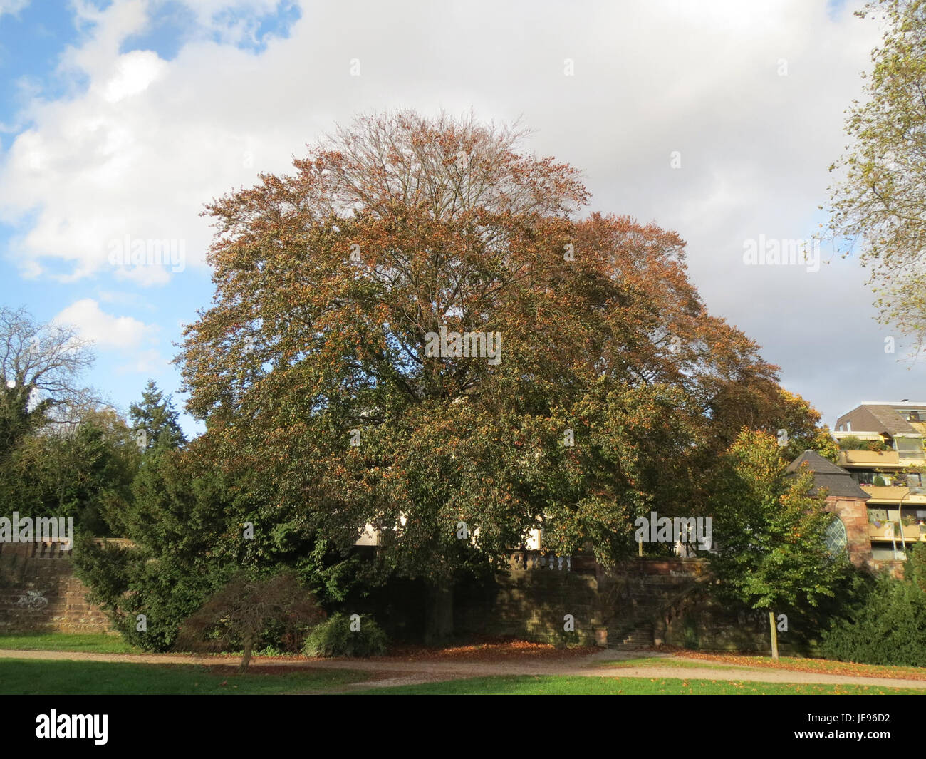 An image of the Blutbuche, a European beech tree with reddish-purple ...