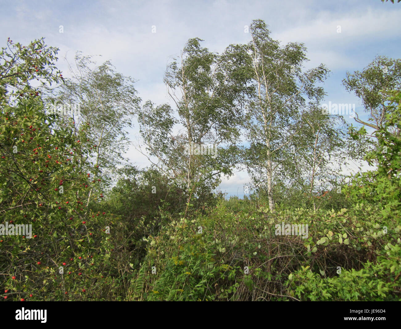 This image from September 24, 2012, shows a birch tree in Reilingen ...