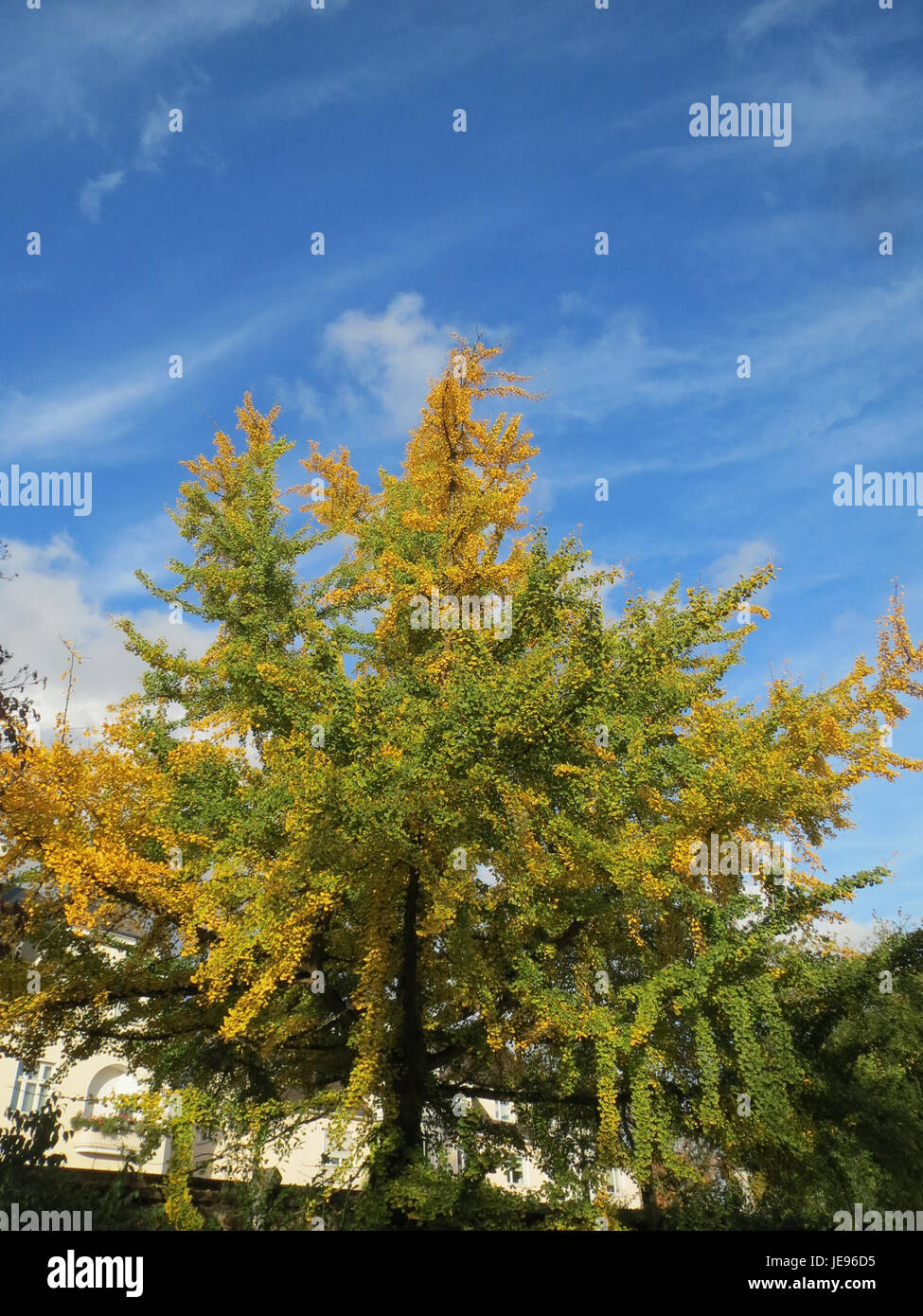 Fan leaf tree hi-res stock photography and images - Alamy