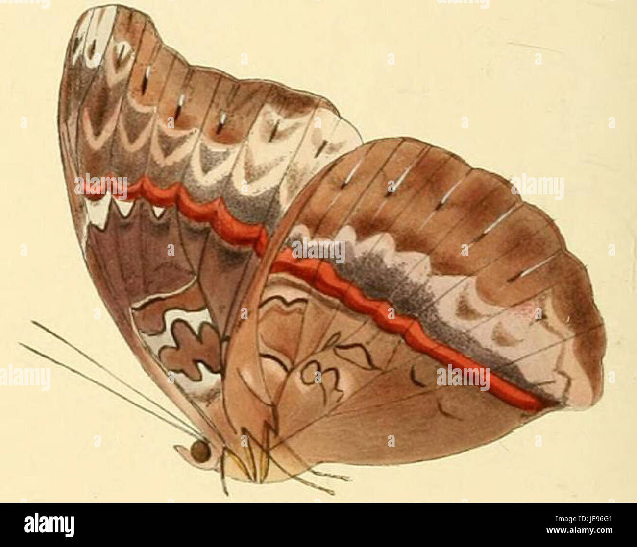 Cymothoe hypatha hi-res stock photography and images - Alamy