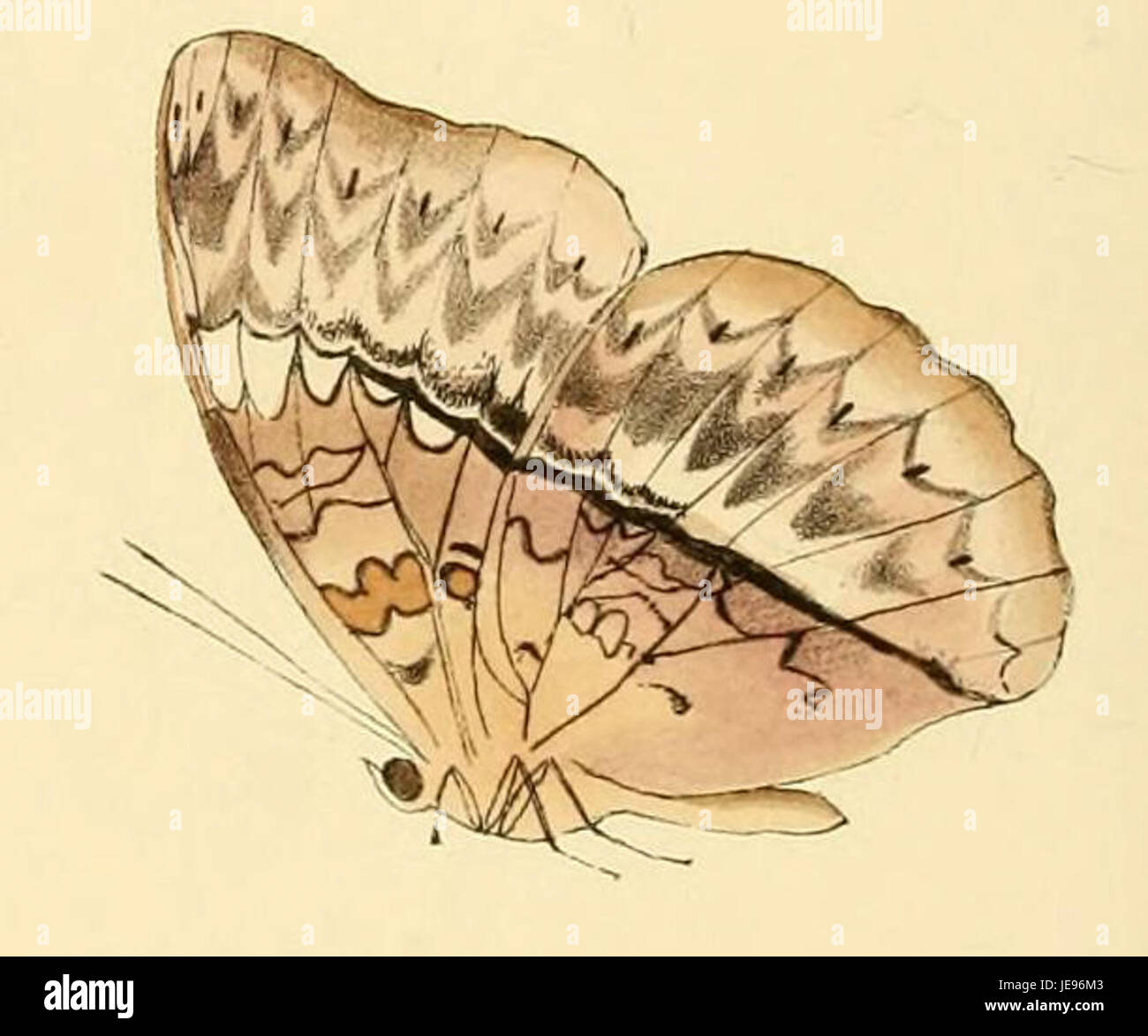 Cymothoe harmilla, also known as the African red banded swallowtail, is ...