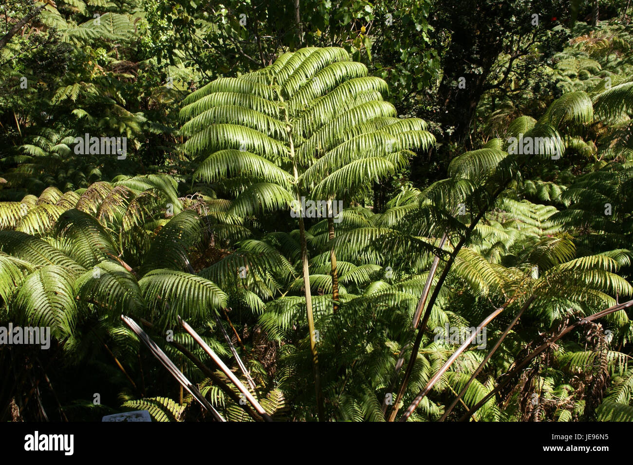 The Hapuu Pulu tree fern (Cibotium glaucum), native to Hawaii, is ...