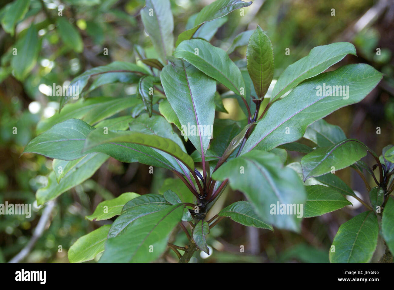 Clermontia parviflora, known as Oha, is a native Hawaiian plant seen ...