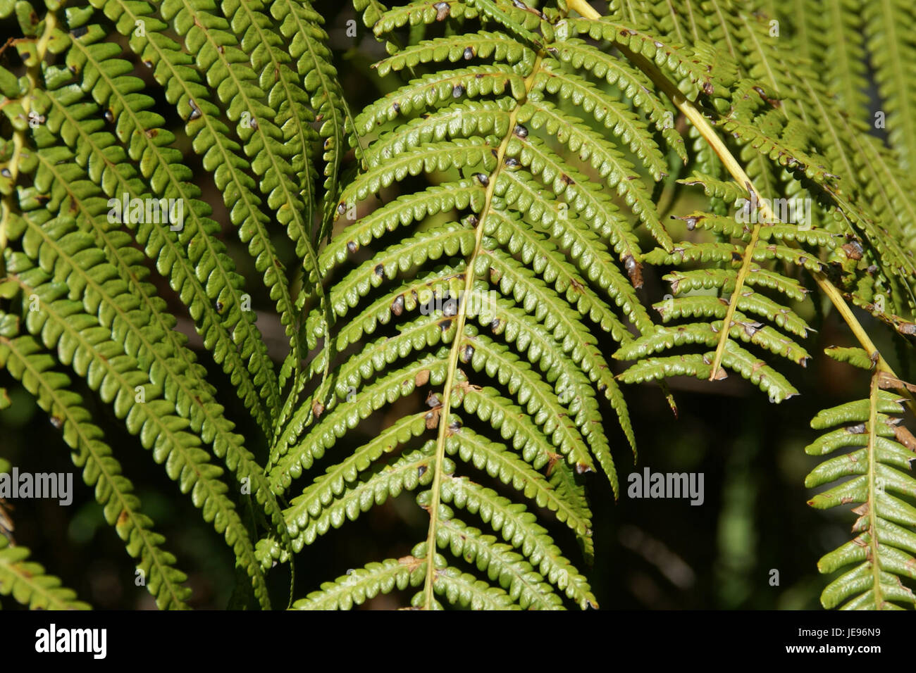 Hapuu fern hi-res stock photography and images - Alamy