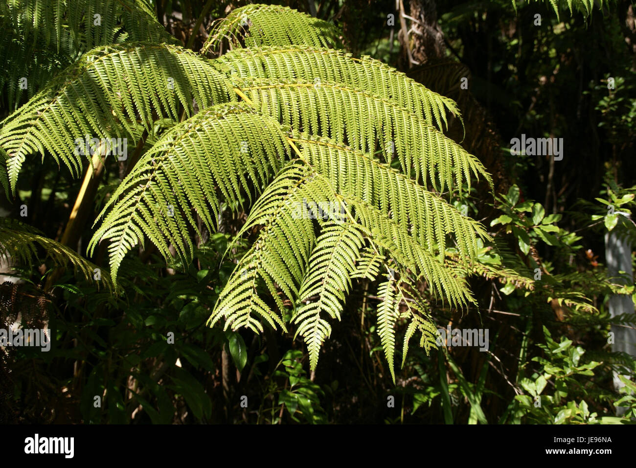 Hapuu fern hi-res stock photography and images - Alamy