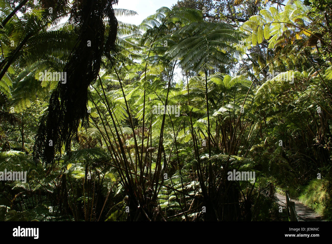 Hapuu fern hi-res stock photography and images - Alamy