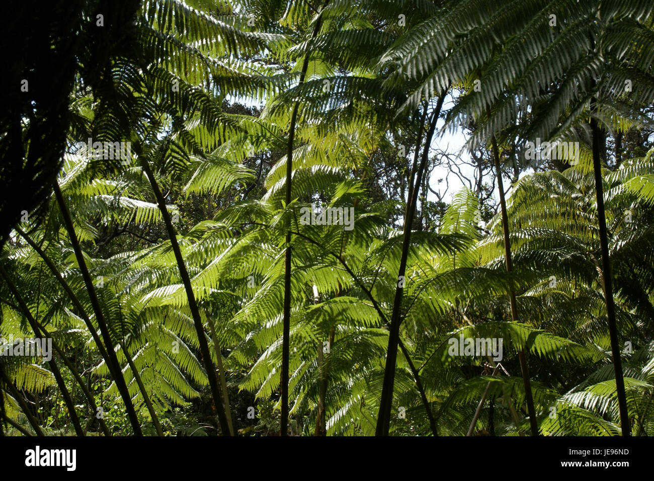 Hapuu fern hi-res stock photography and images - Alamy