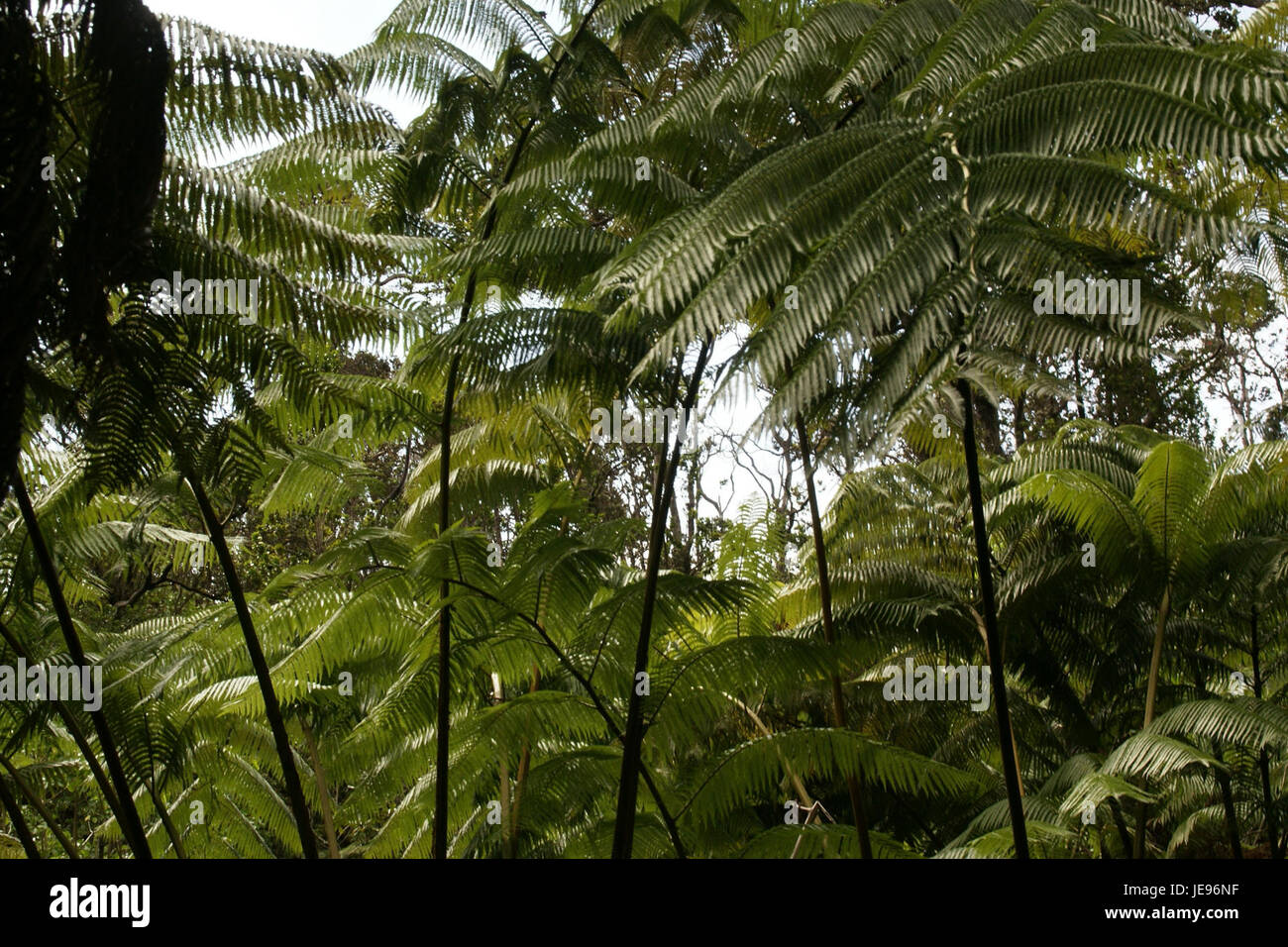 Hapuu fern hi-res stock photography and images - Alamy