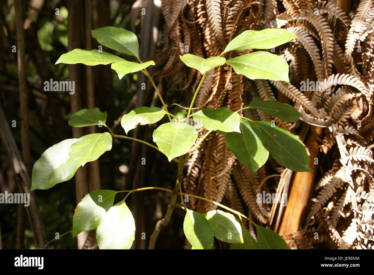 Pilo hi-res stock photography and images - Alamy