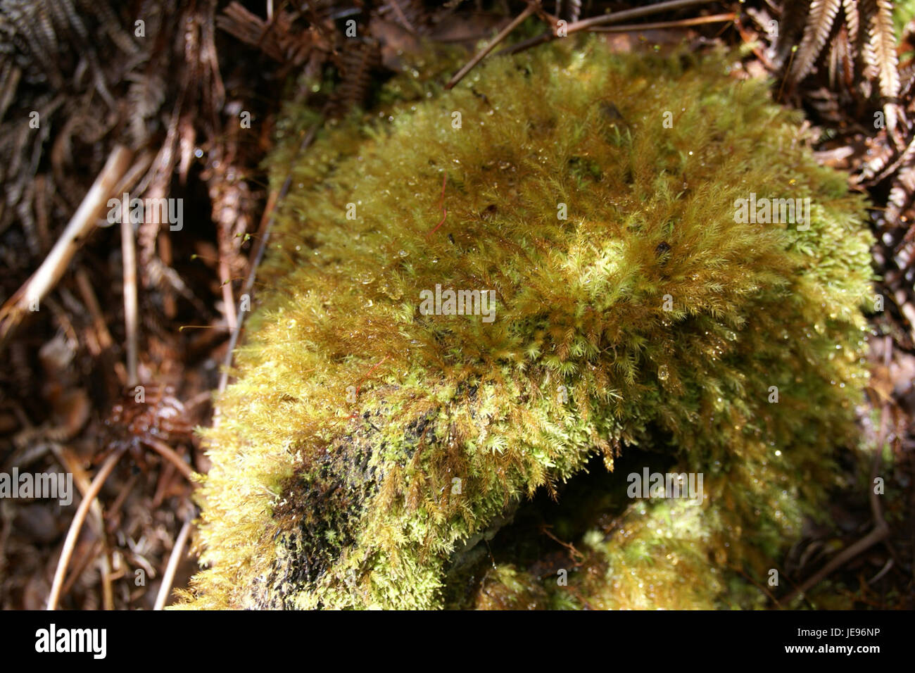 Moss Iki Lookout, located within Hawaii Volcanoes National Park ...