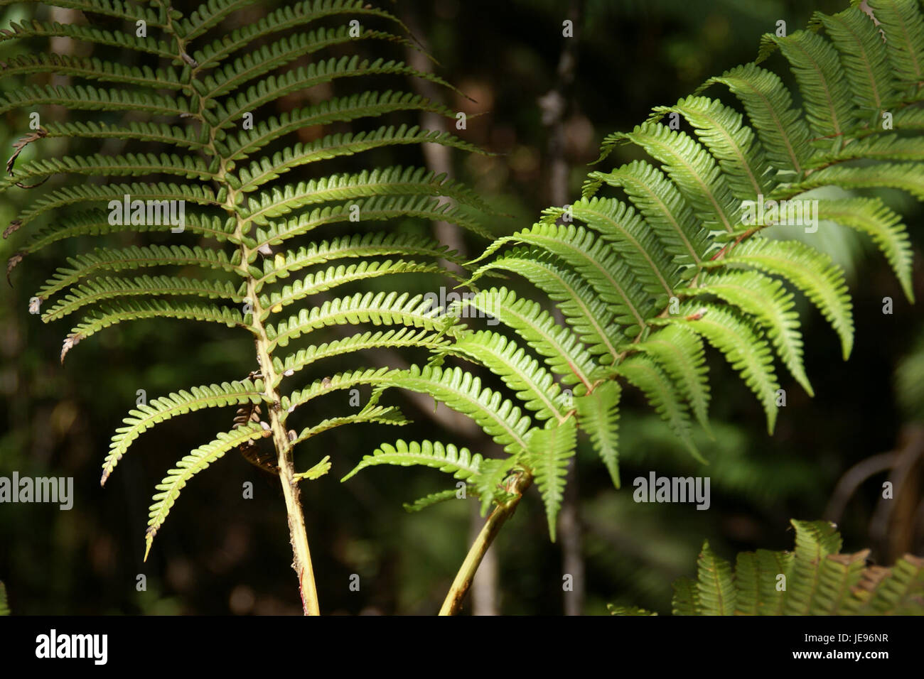 Amau Fern High Resolution Stock Photography and Images - Alamy