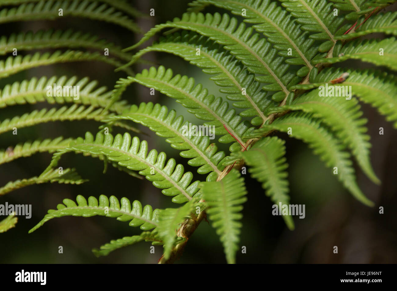 This image features the Amau fern (Sadleria cyatheoides) at the Iki ...