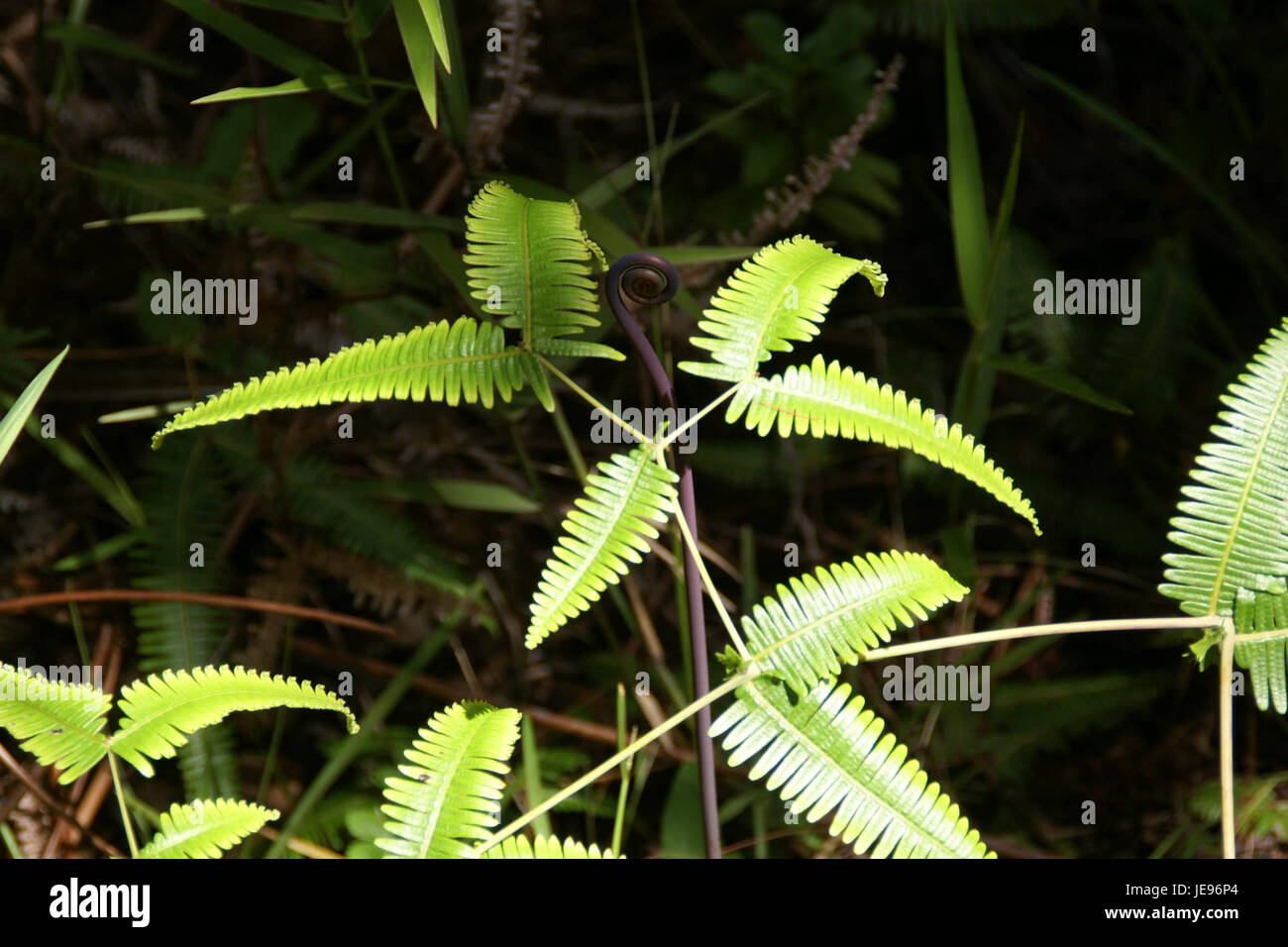 Uluhe ferns hi-res stock photography and images - Alamy