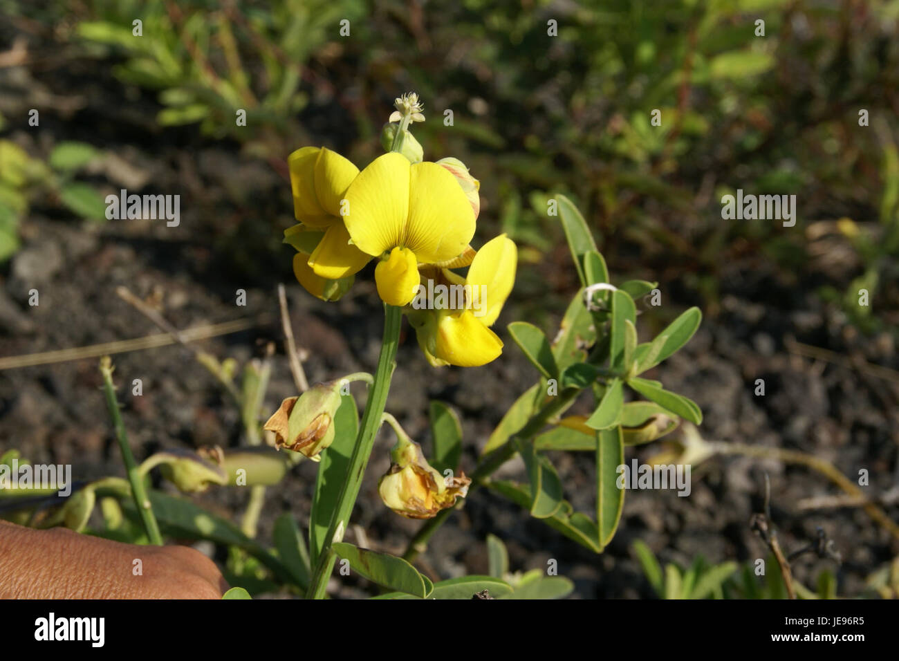 A photograph taken on October 31, 2013, showing Rattlepod (Crotalaria ...