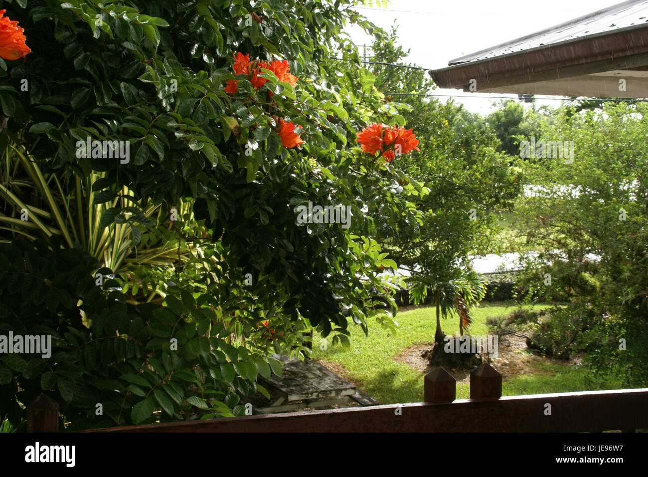 African tulip trees in hawaii hi-res stock photography and images - Alamy