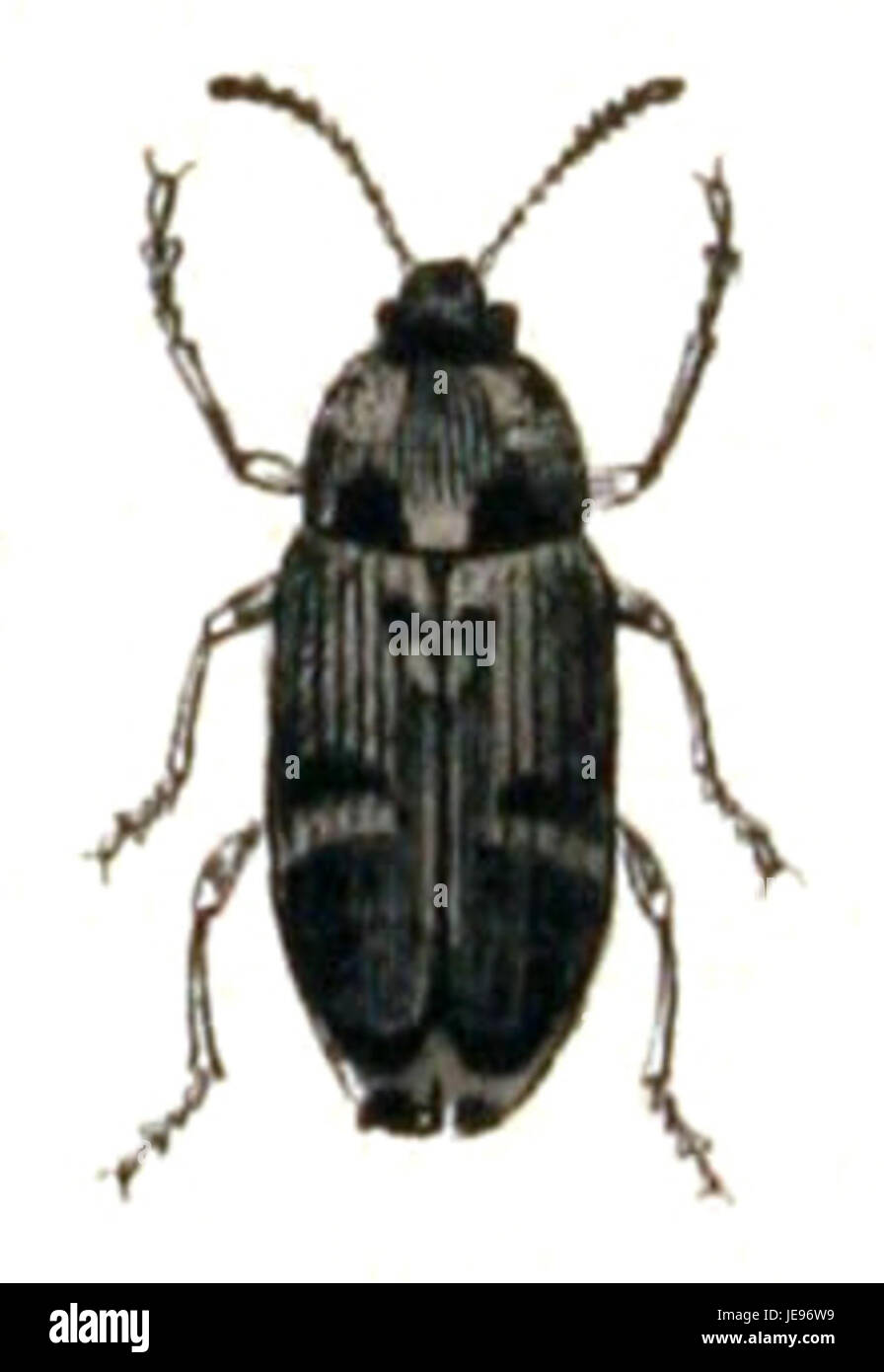 Bruchus pisorum, commonly known as the pea weevil, is an insect species ...