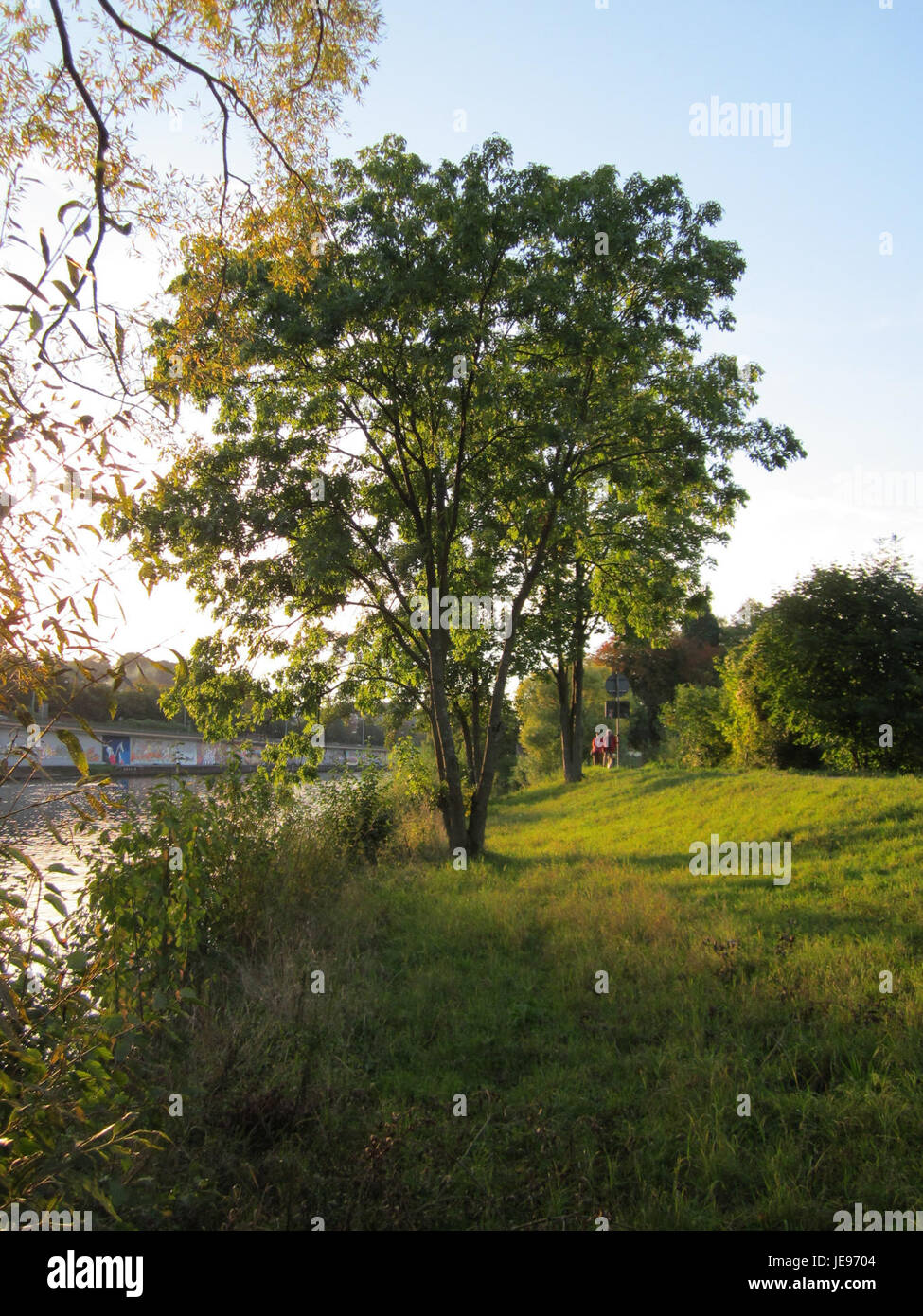An ash tree (Esche) in Saar, Germany, documented on October 1, 2012 ...