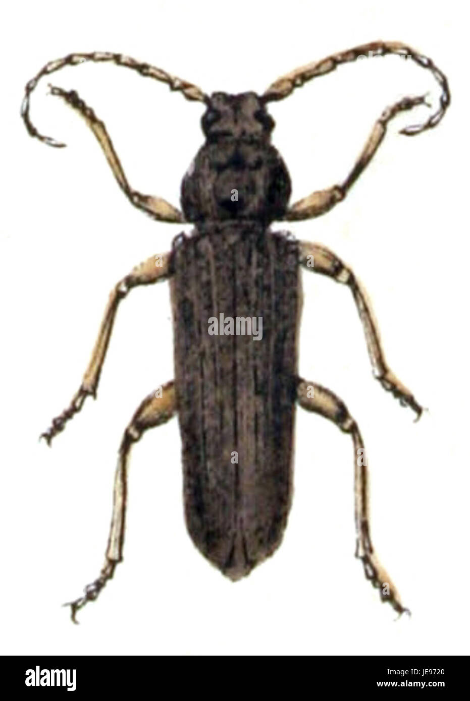 Arhopalus rusticus hi-res stock photography and images - Alamy