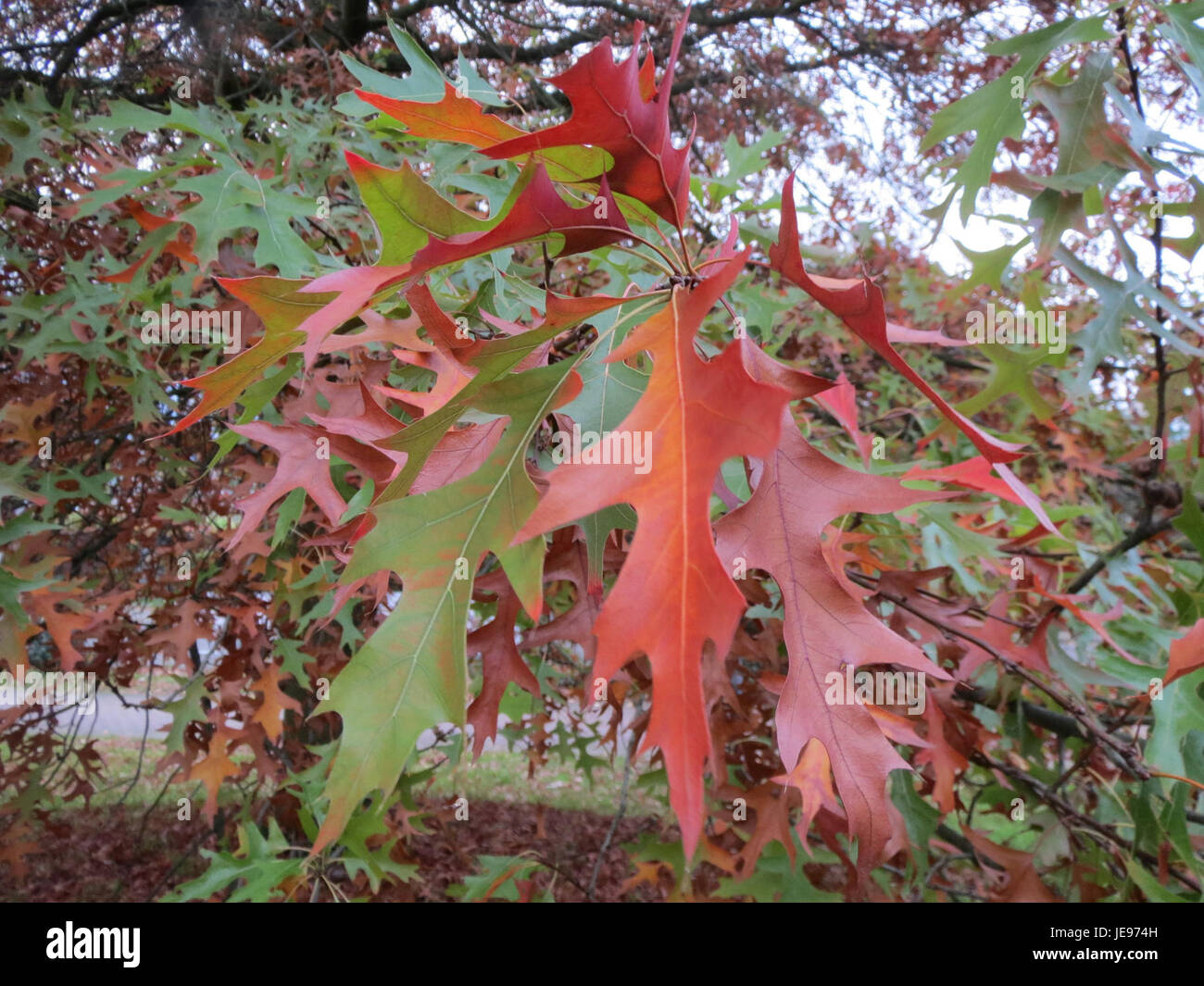 Oak tree identification hi-res stock photography and images - Alamy