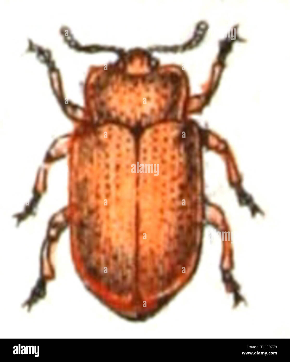 An image of the beetle species Coccidula rufa, as documented in the ...