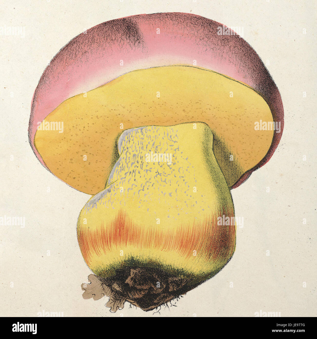 Boletus regius hi-res stock photography and images - Alamy