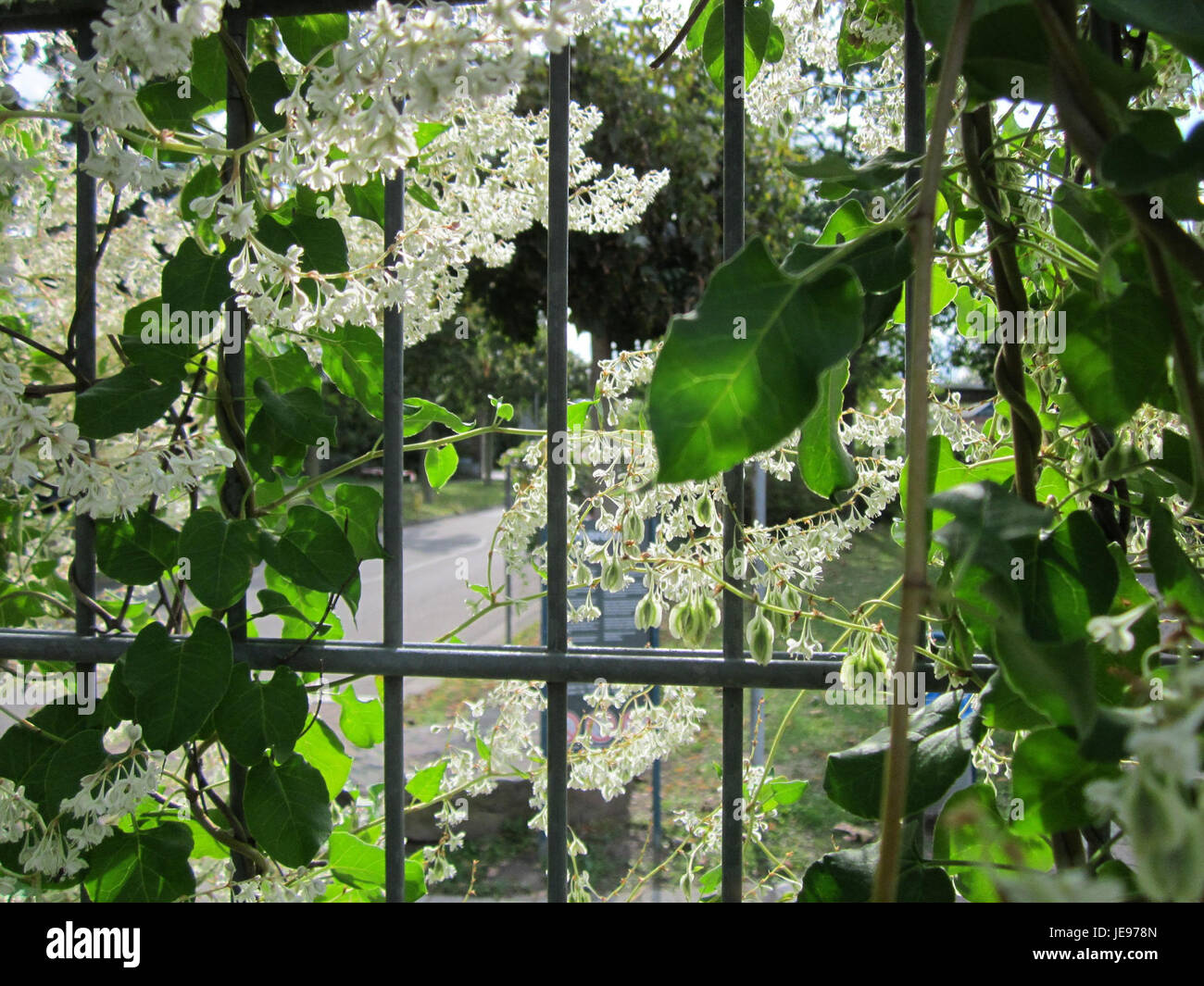 This image shows the plant Schlingknoeterich (Fallopia japonica ...