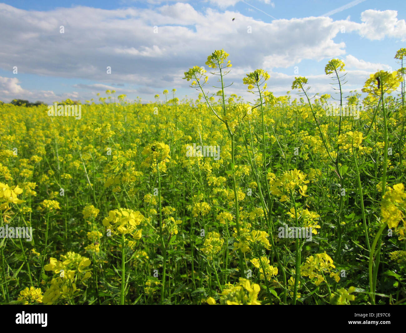 A photograph taken on October 3, 2012, of Gelbsenf, a field of yellow ...