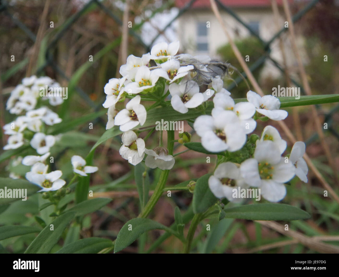 Lobularia maritima, commonly known as sweet alyssum, is a low-growing ...