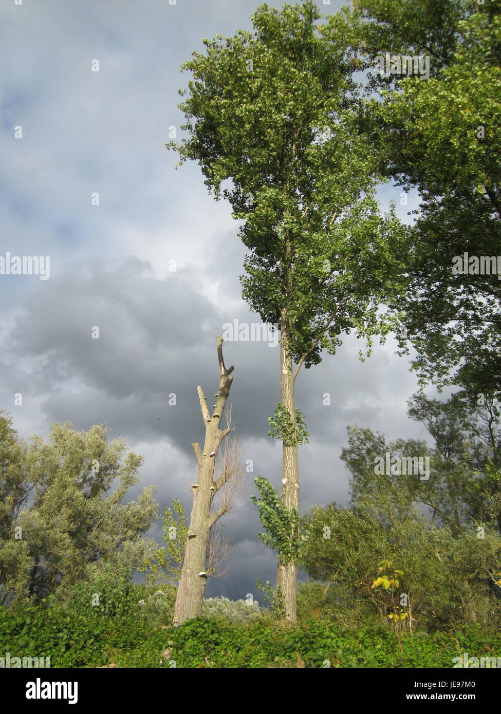 Pappeln, or poplar trees, found along the Rhine River, are important to ...
