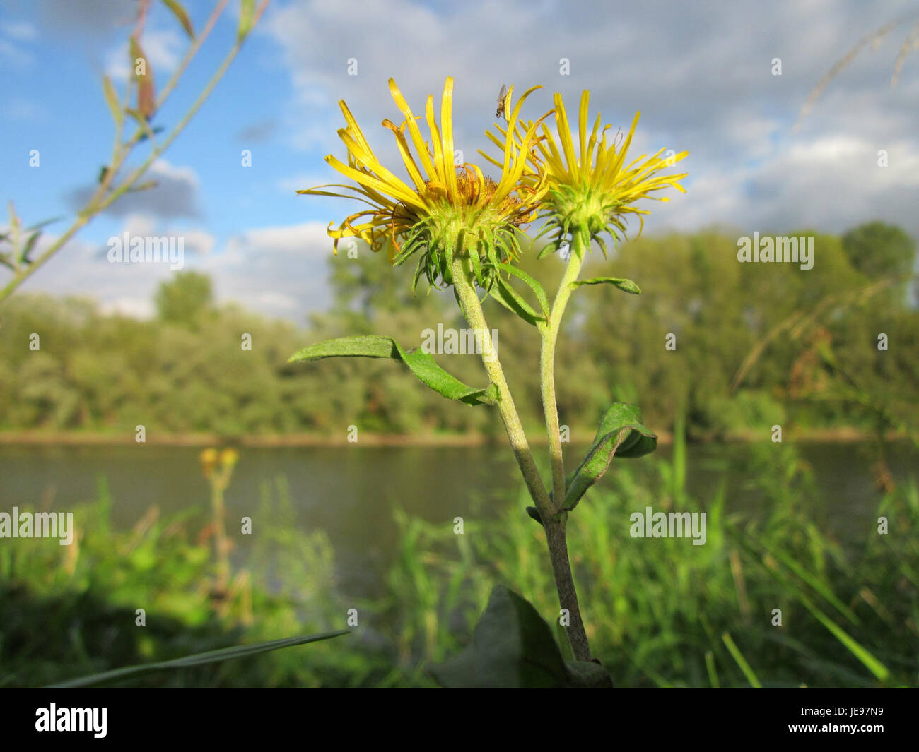 The Rheinbogen by Alant Hockenheimer is a notable piece showcasing a ...