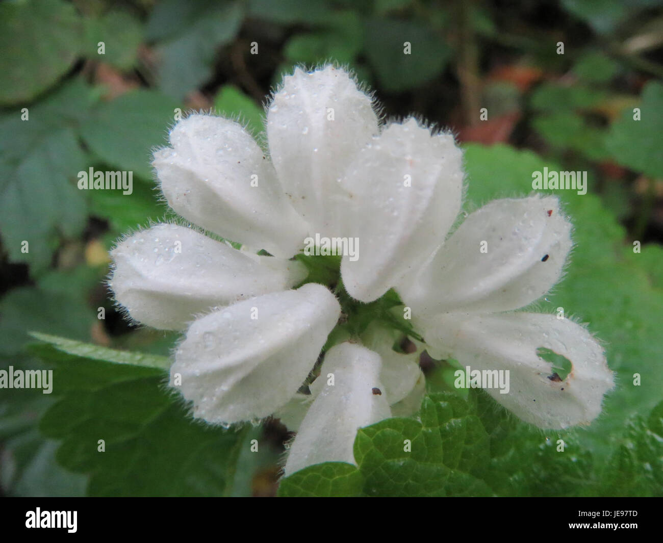 Taubnessel, also known as dead-nettle, is a plant species found in ...