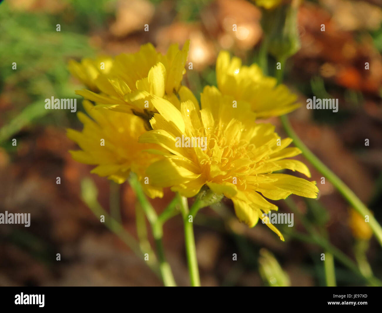 Crepis biennis, commonly known as yellow hawkweed, is a perennial herb ...