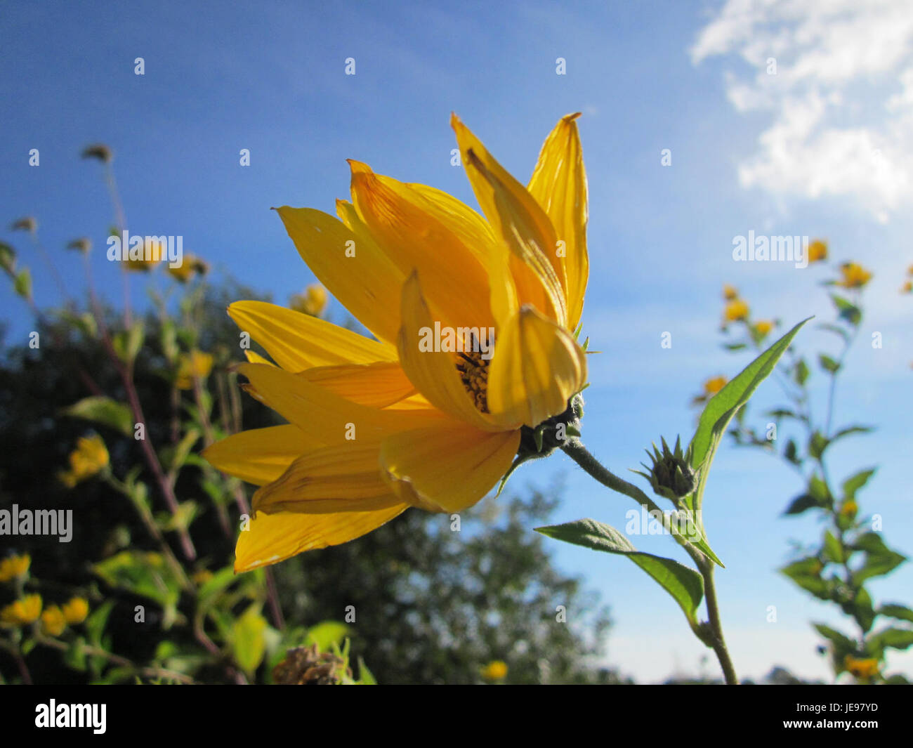 The image depicts a Topinambur (Jerusalem artichoke) plant in ...