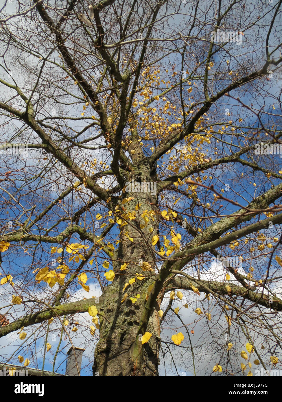 The Linde tree in Hockenheim, Germany, is an iconic landmark ...