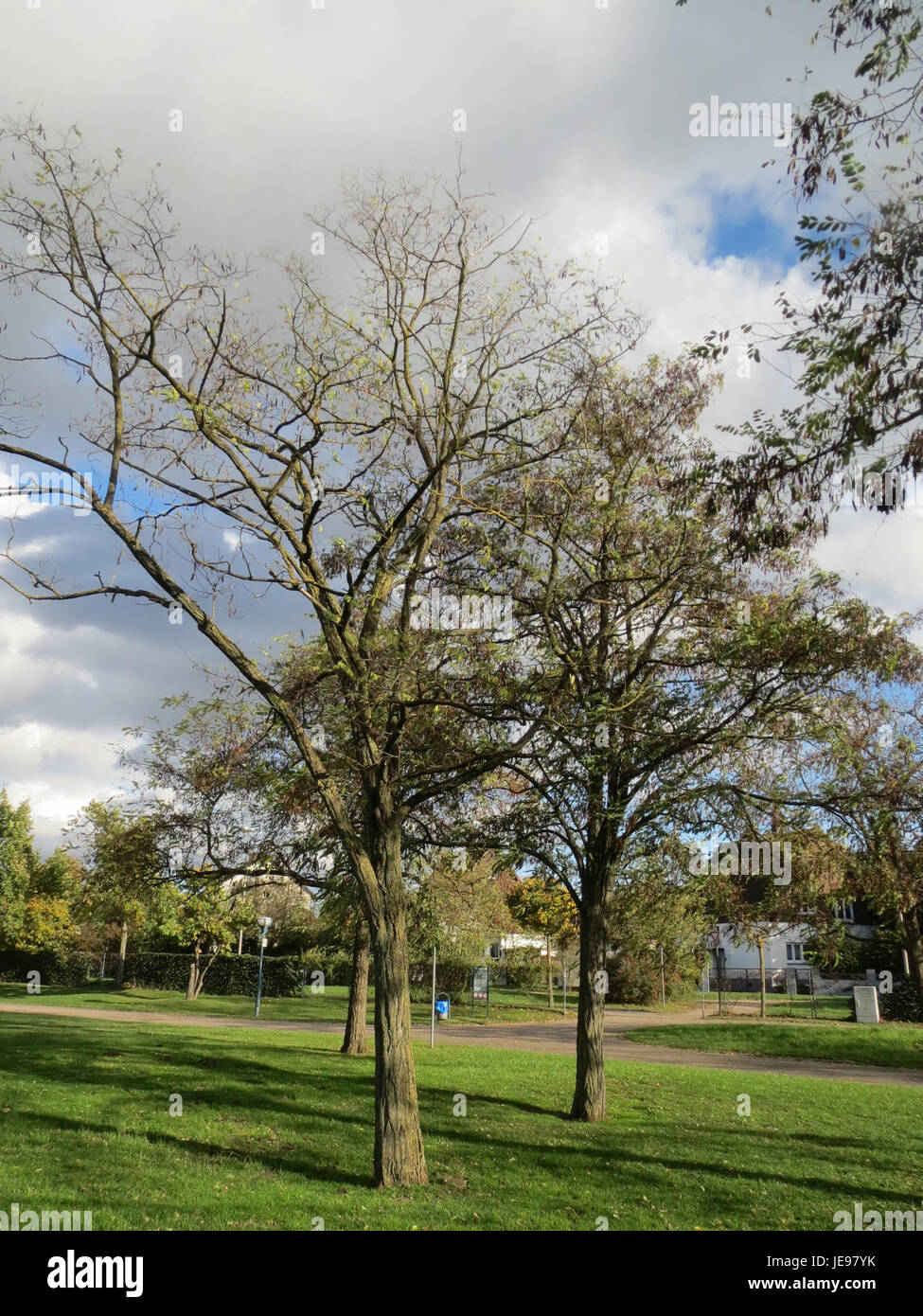 Flowering black locust tree hi-res stock photography and images - Alamy