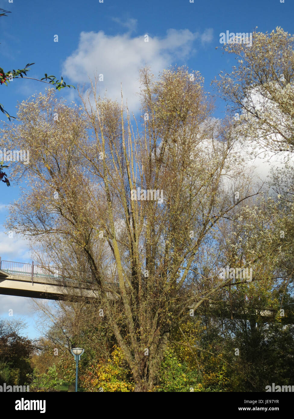 This image from November 9, 2013, shows a specimen of Silberweide ...
