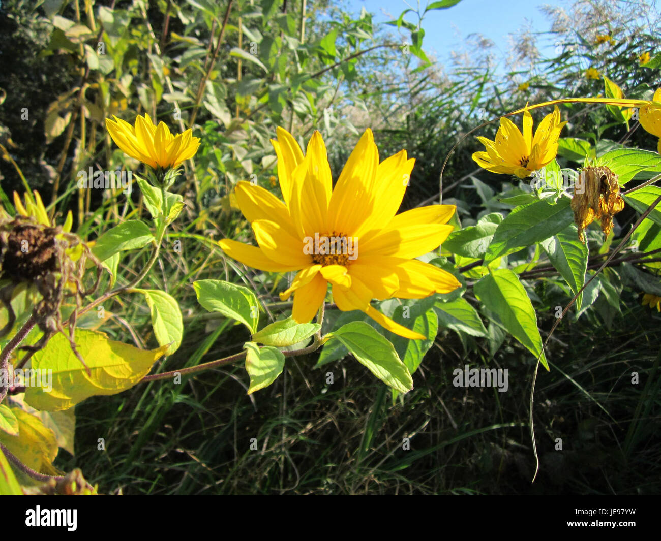 Topinambur, also known as Jerusalem artichoke, is a root vegetable ...