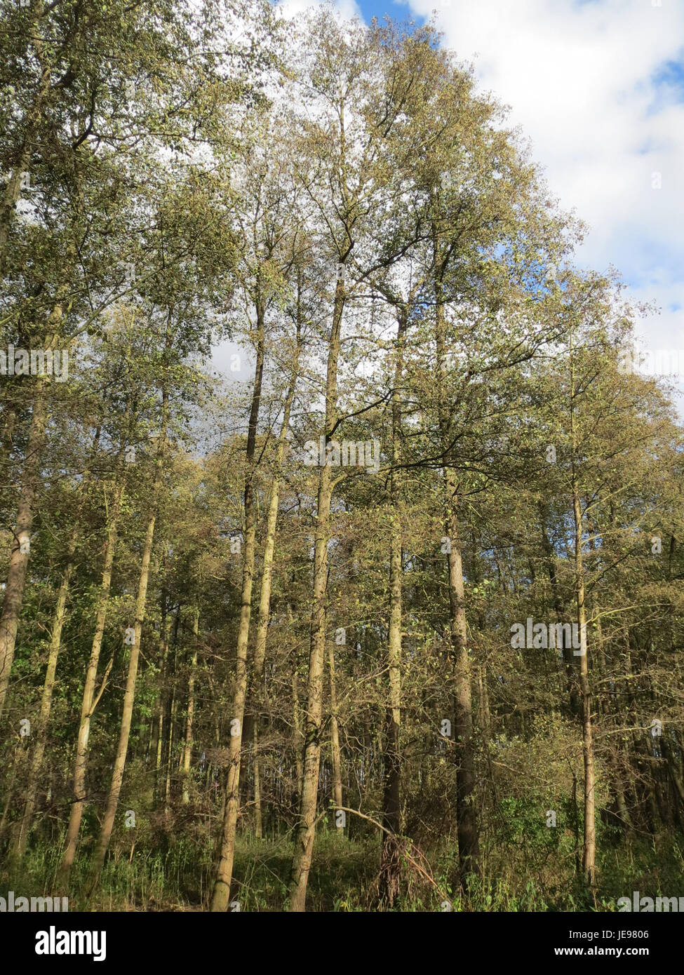 Schwarzerlen, also known as alder trees, are a species of tree found in ...