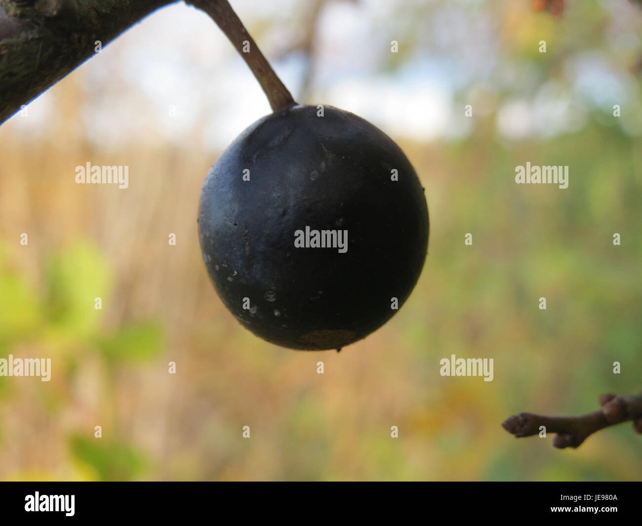 Schlehe, commonly known as sloe, refers to the fruit of the blackthorn ...
