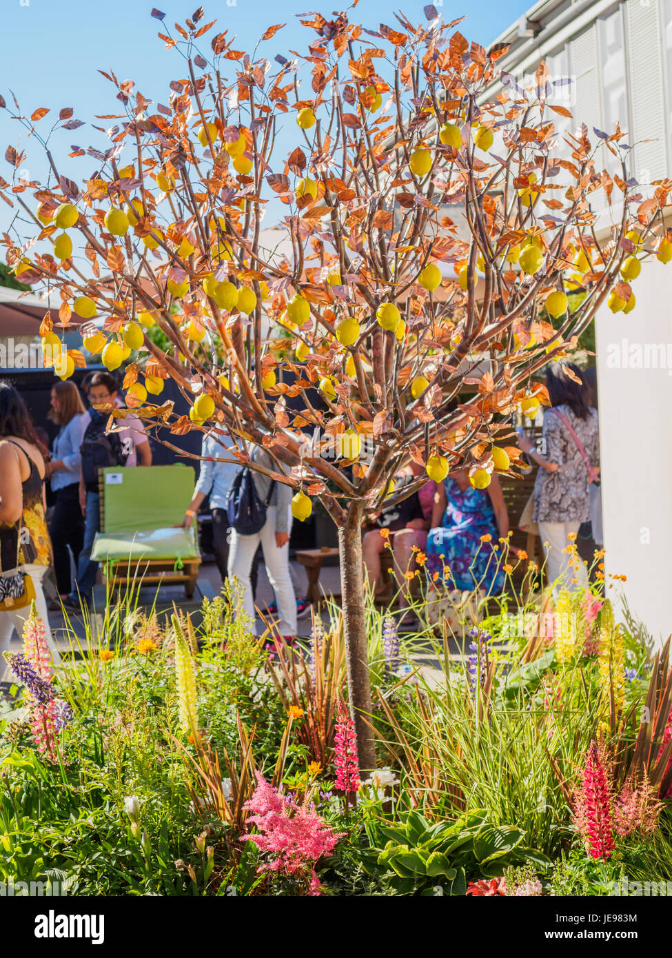 Lemon tree flowers hi-res stock photography and images - Alamy