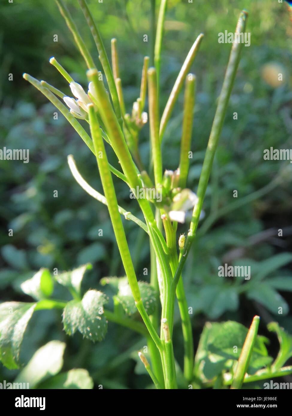 A photograph of Schaumkraut, or foxtail mustard, taken on November 9 ...