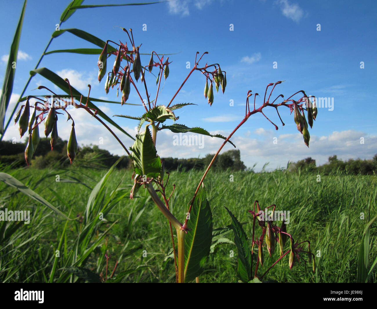 Himalayan wetlands hi-res stock photography and images - Alamy