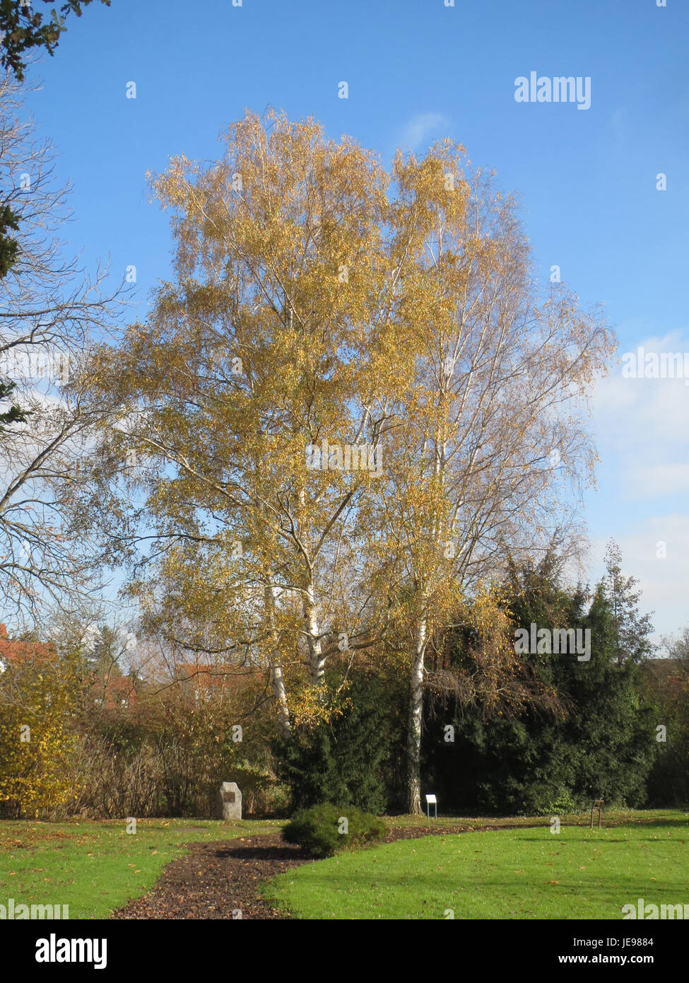 The 'Birke Ebertpark' refers to a birch tree located in Ebertpark, a ...