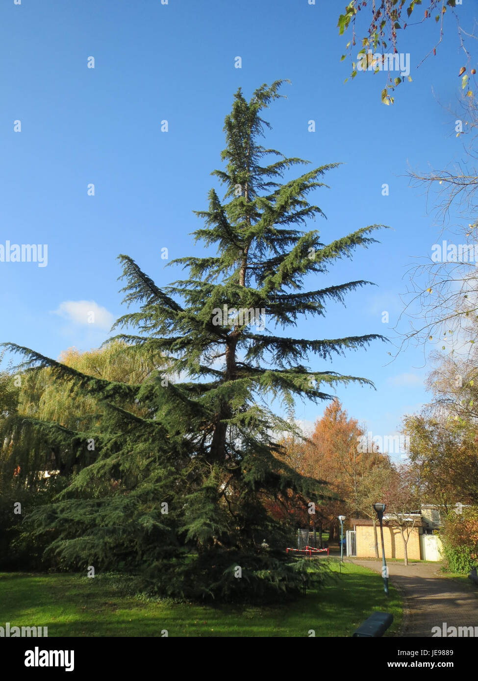 Cedrus deodara, also known as the Deodar cedar, is a species of cedar ...