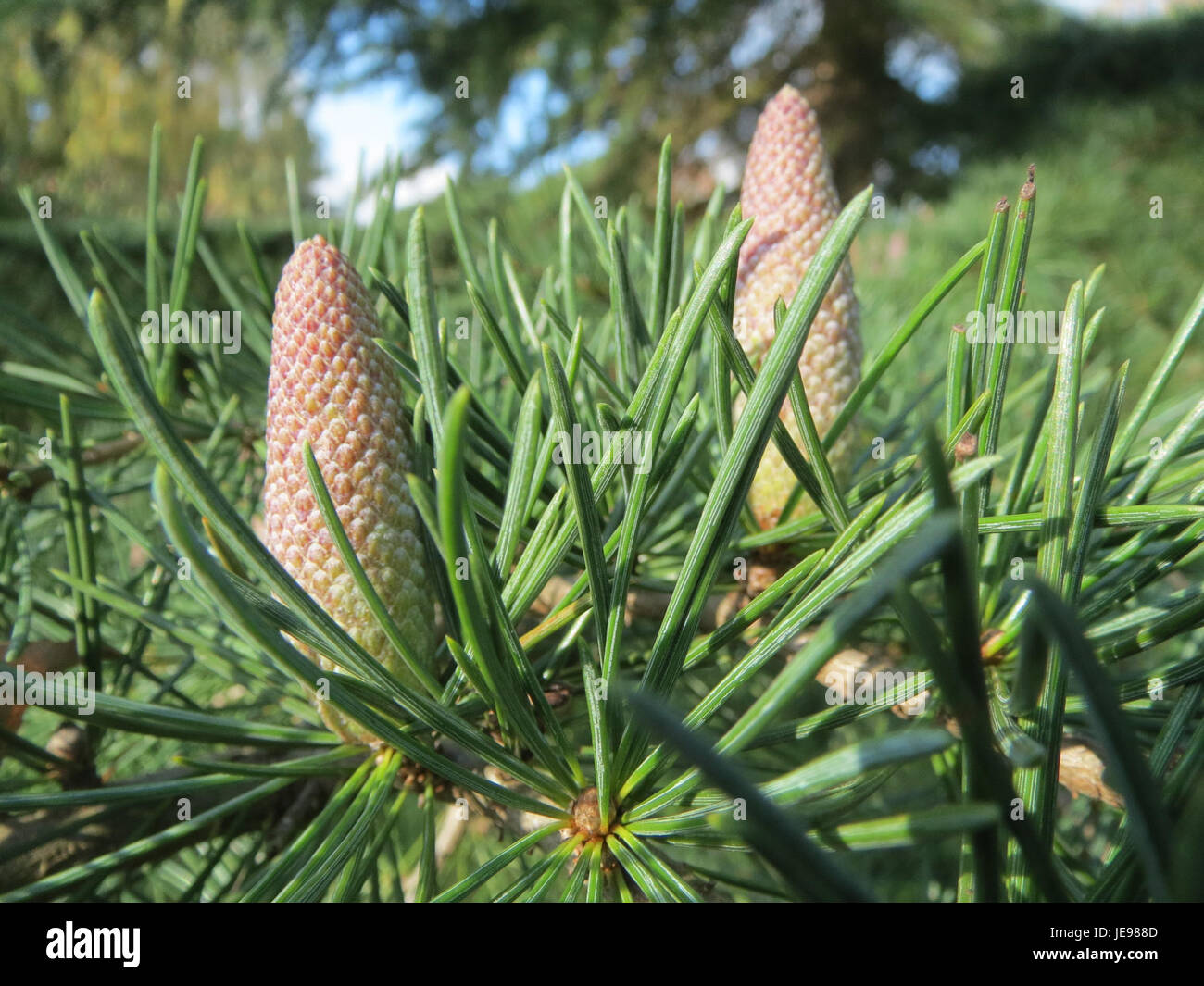 Cedrus deodara, or deodar cedar, is a large coniferous tree native to ...