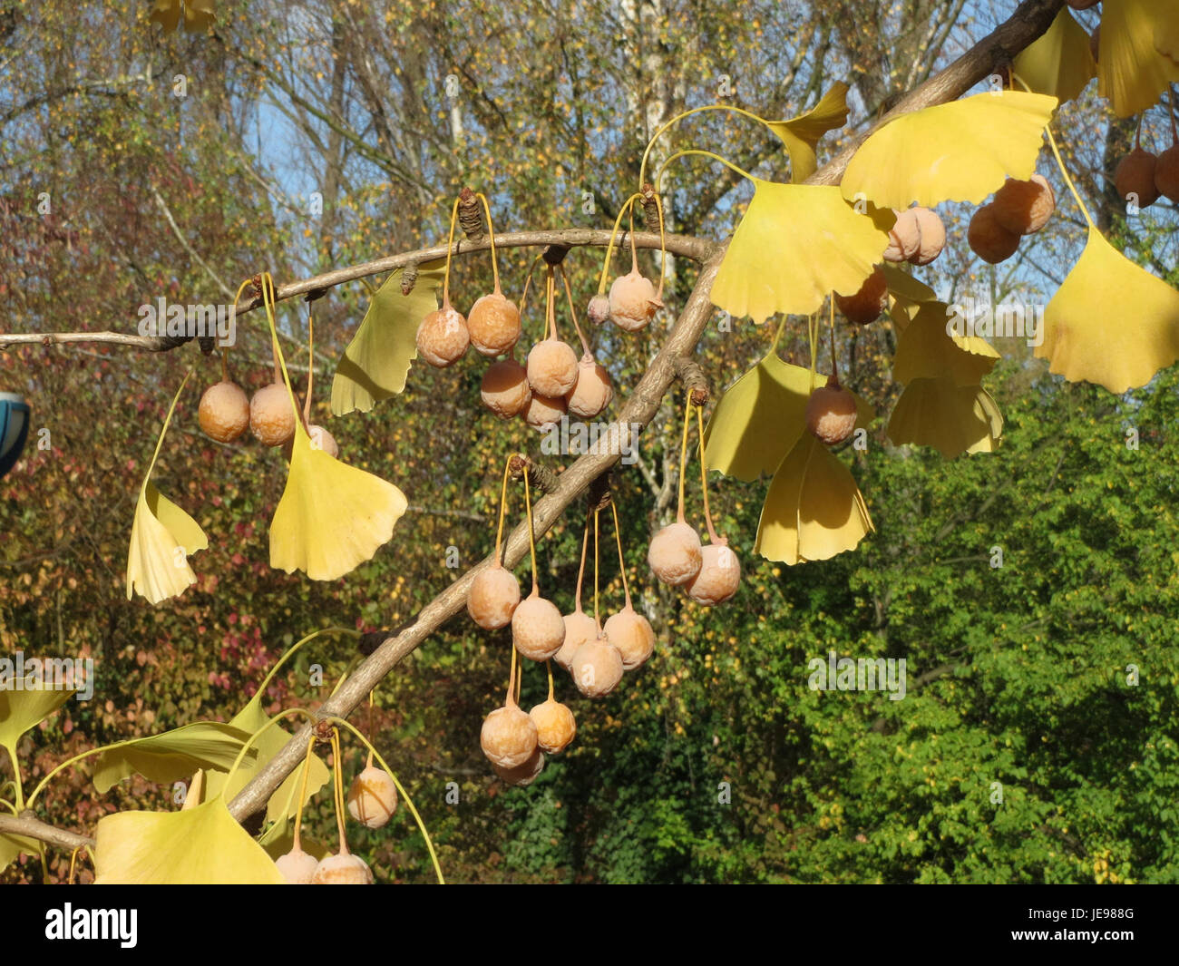 Ginkgo biloba tree in botanical hi-res stock photography and images - Alamy